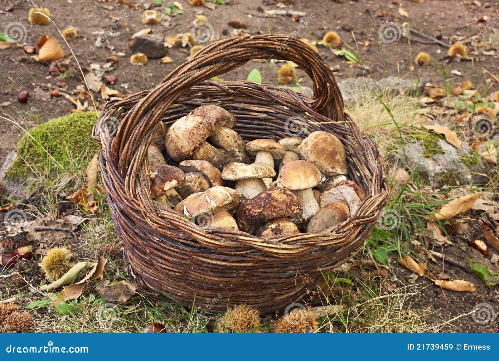 Mushroom picking stock image. Image of picking, porcino - 21739459