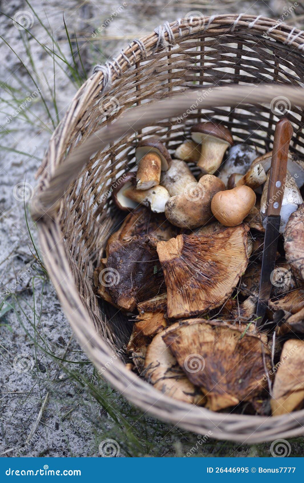 Mushroom picking stock image. Image of flora, basket - 26446995