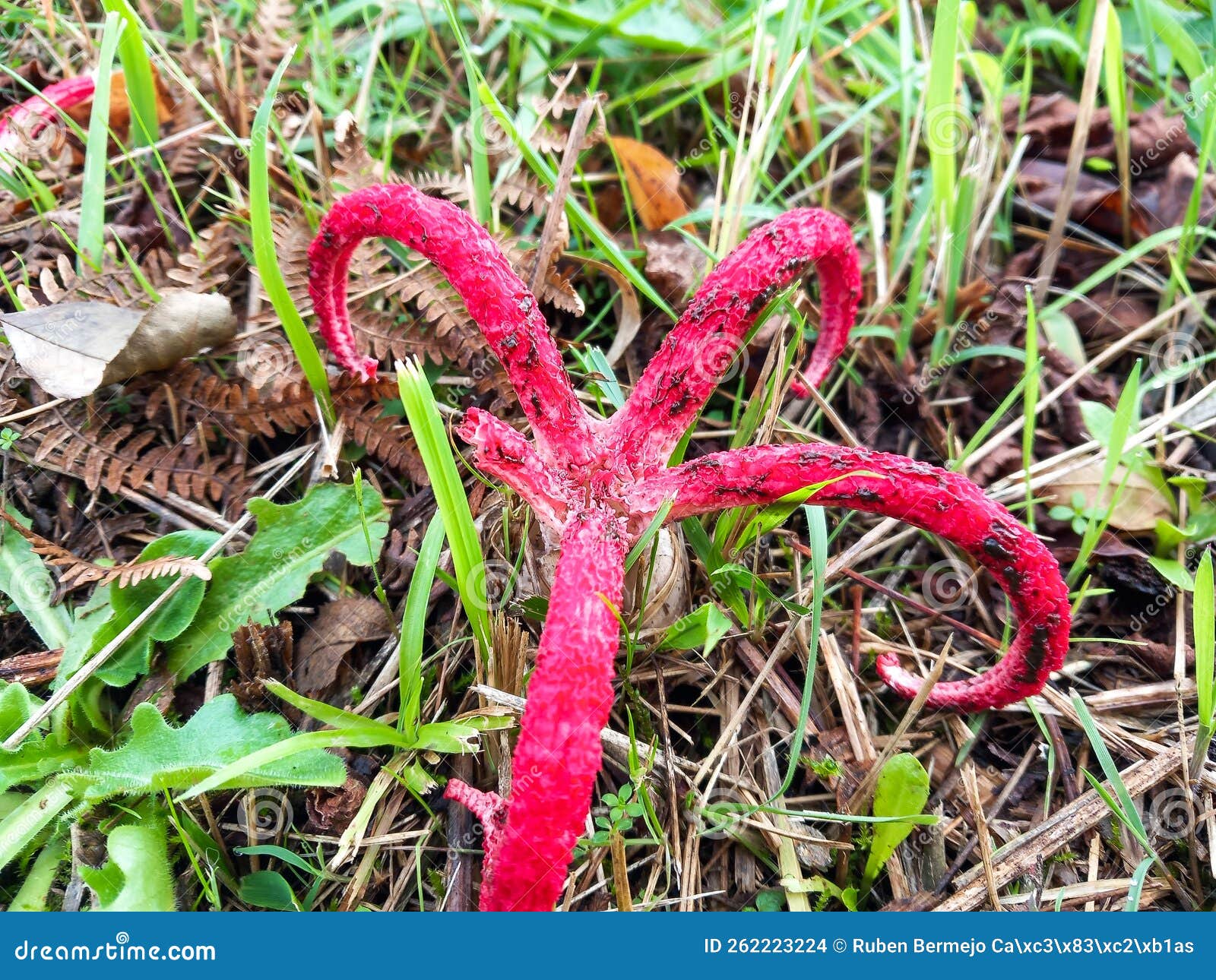 Pink Devil Scorpionfish Under Pier Royalty-Free Stock Image ...