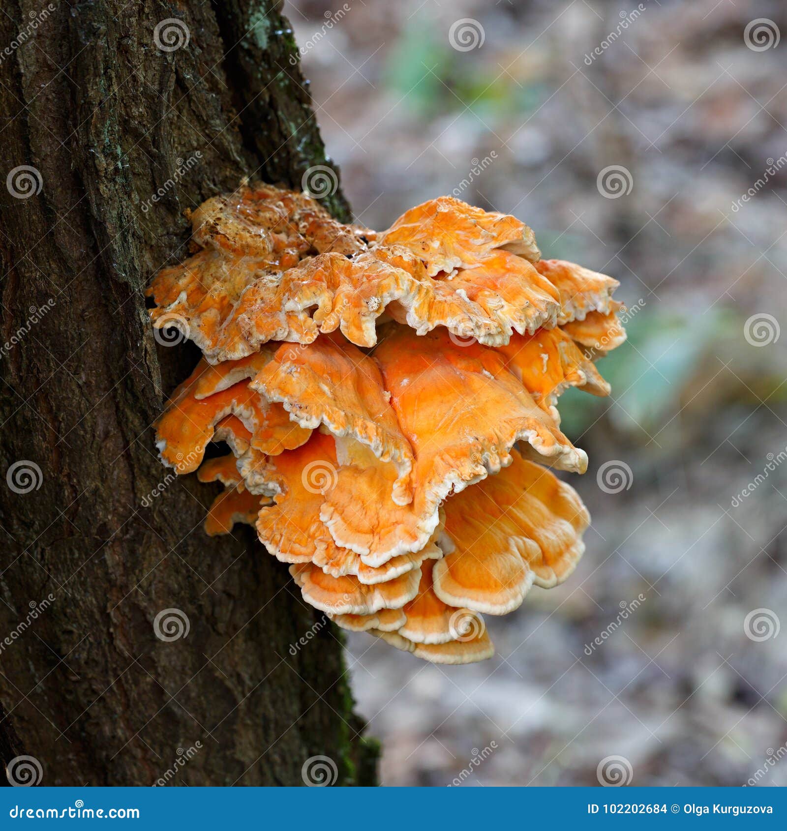 Mushroom Polypore Photographed Close-up in the Forest Stock Photo ...