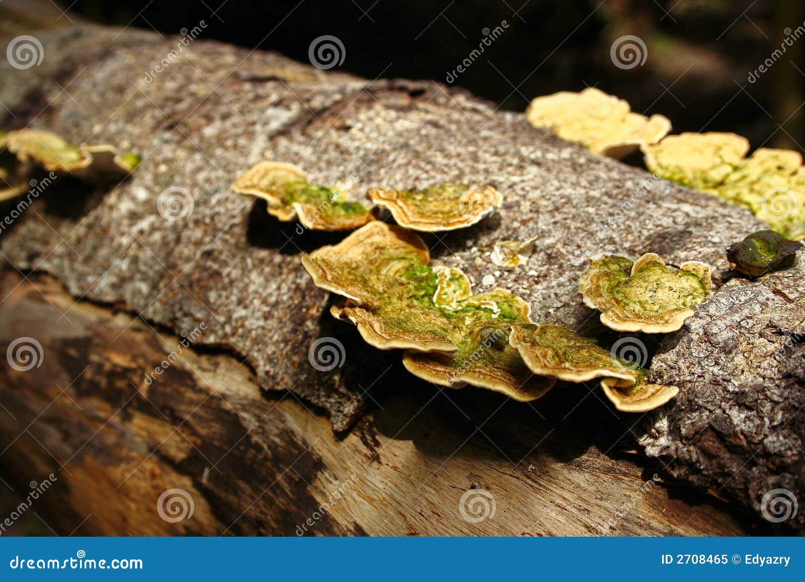 Mushroom Polypores Picture. Image: 2708465