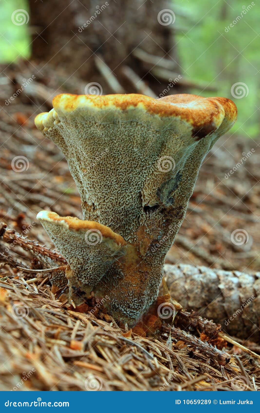 Mushroom polyporus stock image. Image of forest, raft - 10659289