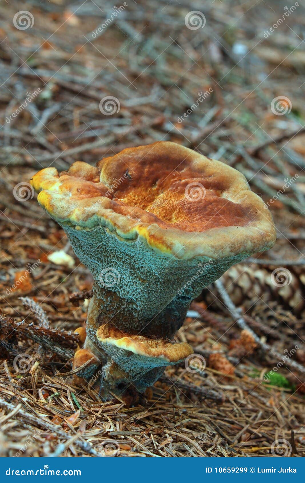 Mushroom polyporus stock image. Image of light, orange - 10659299