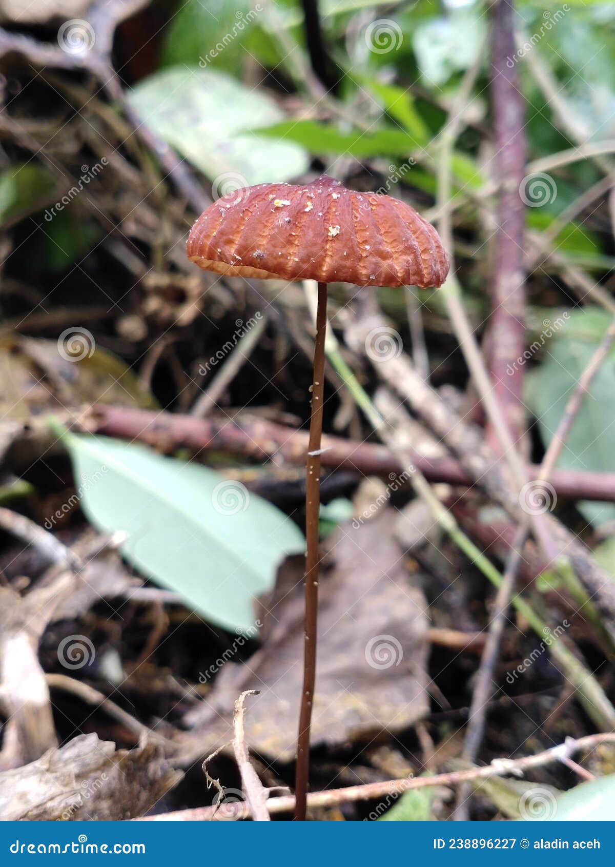 Mushroom Portrait Like an Umbrella Stock Image - Image of focus ...
