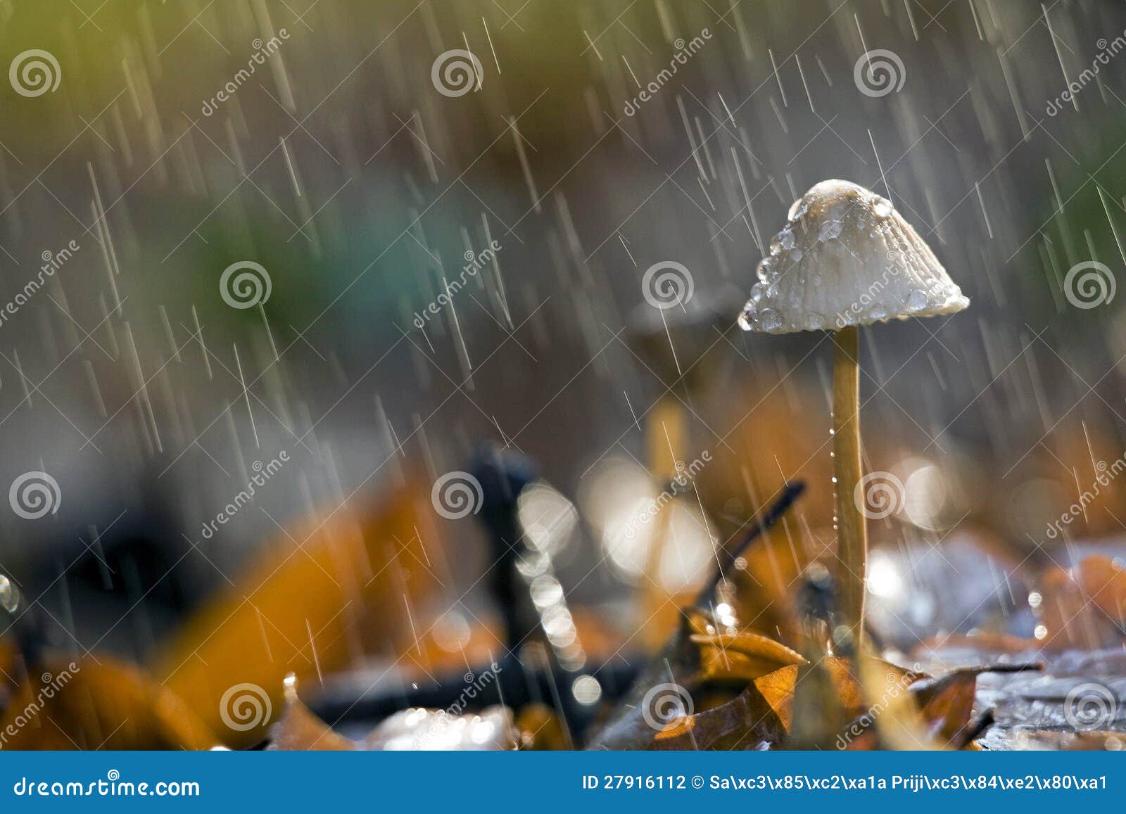 Mushroom in rain stock photo. Image of food, freshness - 27916112