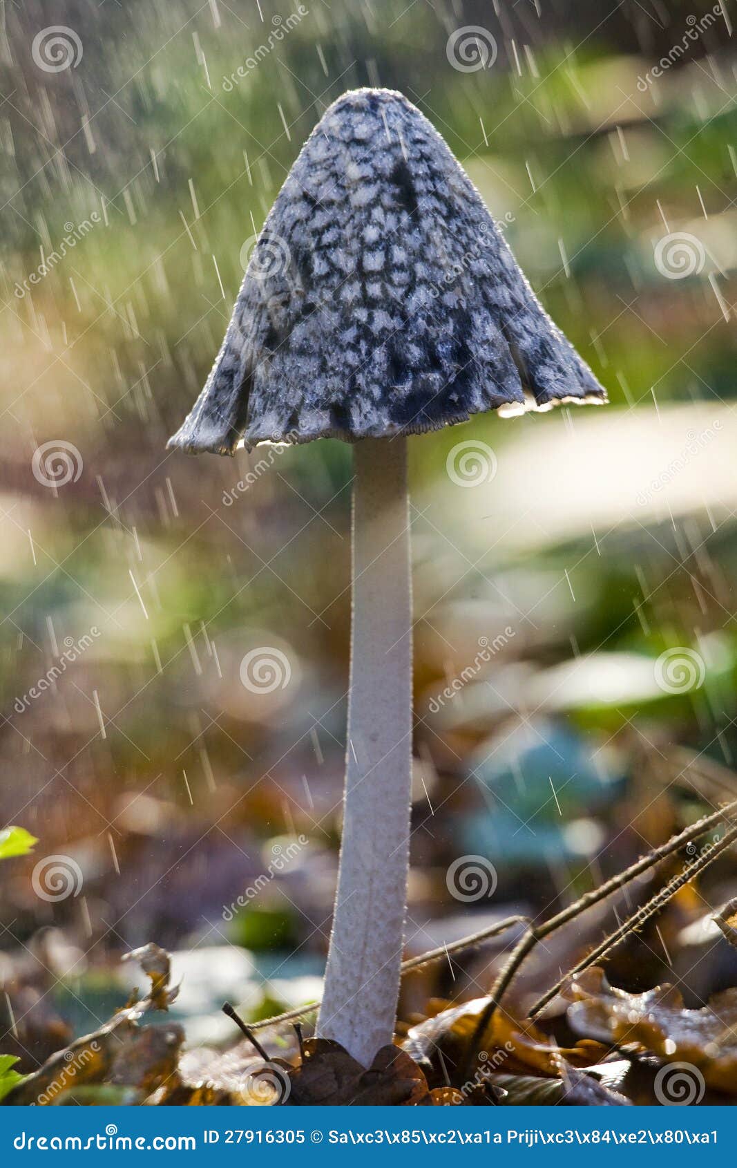 Mushroom in rain stock image. Image of edible, rain, mushroom - 27916305