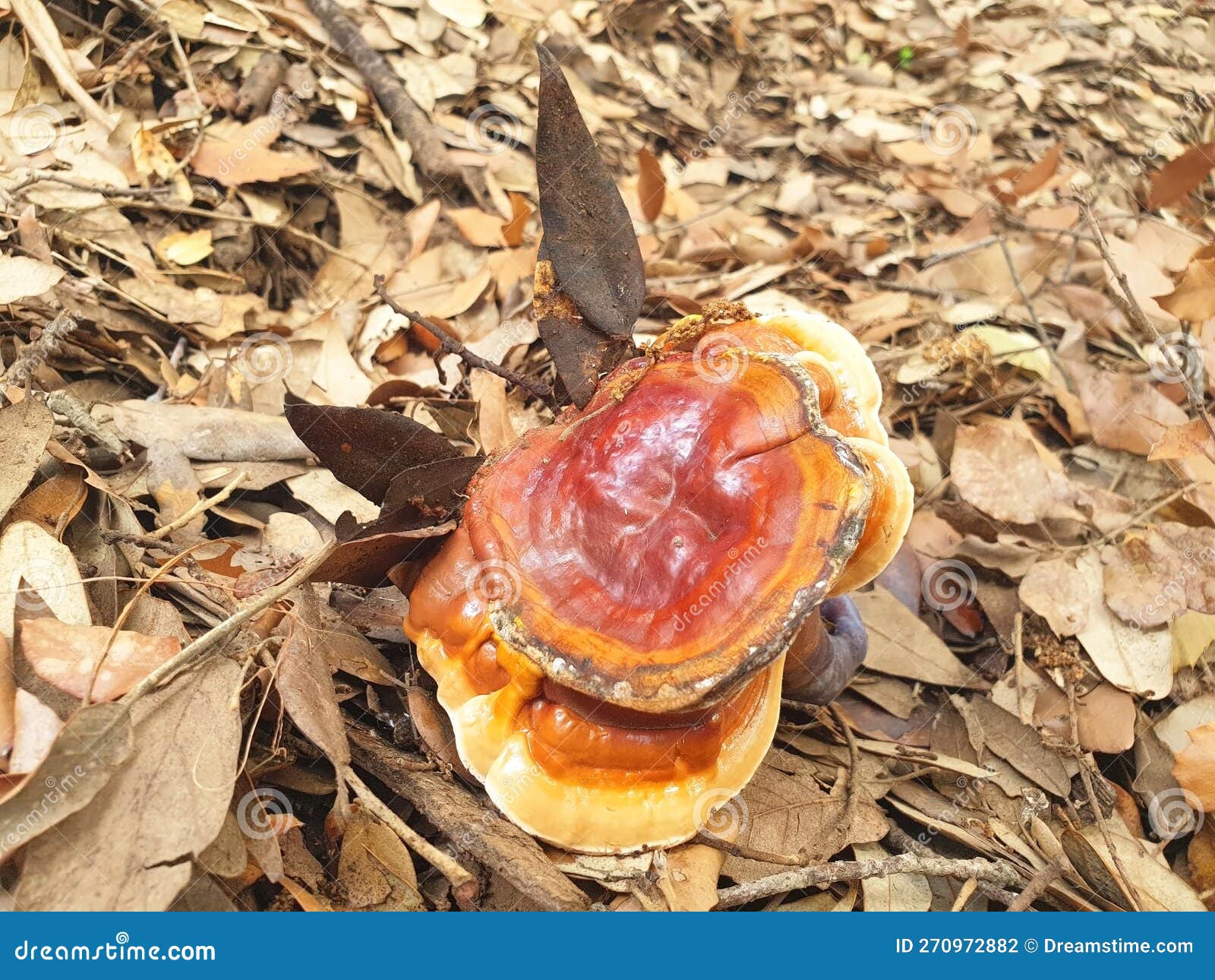 Mushroom Red-brown Lacquered Bracket or Ganoderma Lucidum Lies on the ...