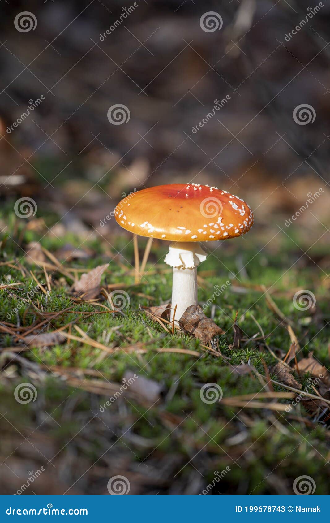 Mushroom with a Red Cap Grown in Moss, Vertical Stock Image - Image of ...