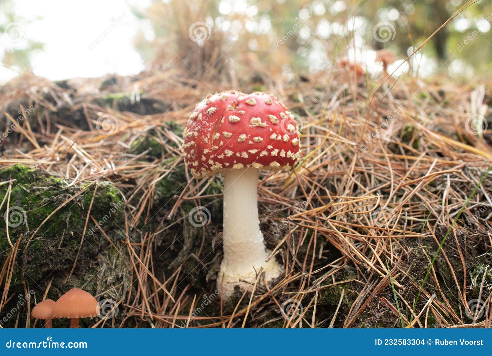Mushroom Red with White Dots Stock Photo - Image of autumn, white ...