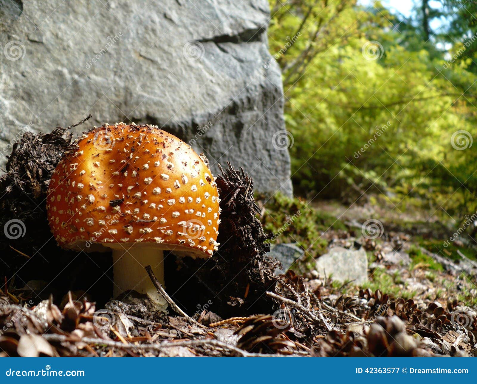Mushroom by rock stock image. Image of rock, mushroom - 42363577