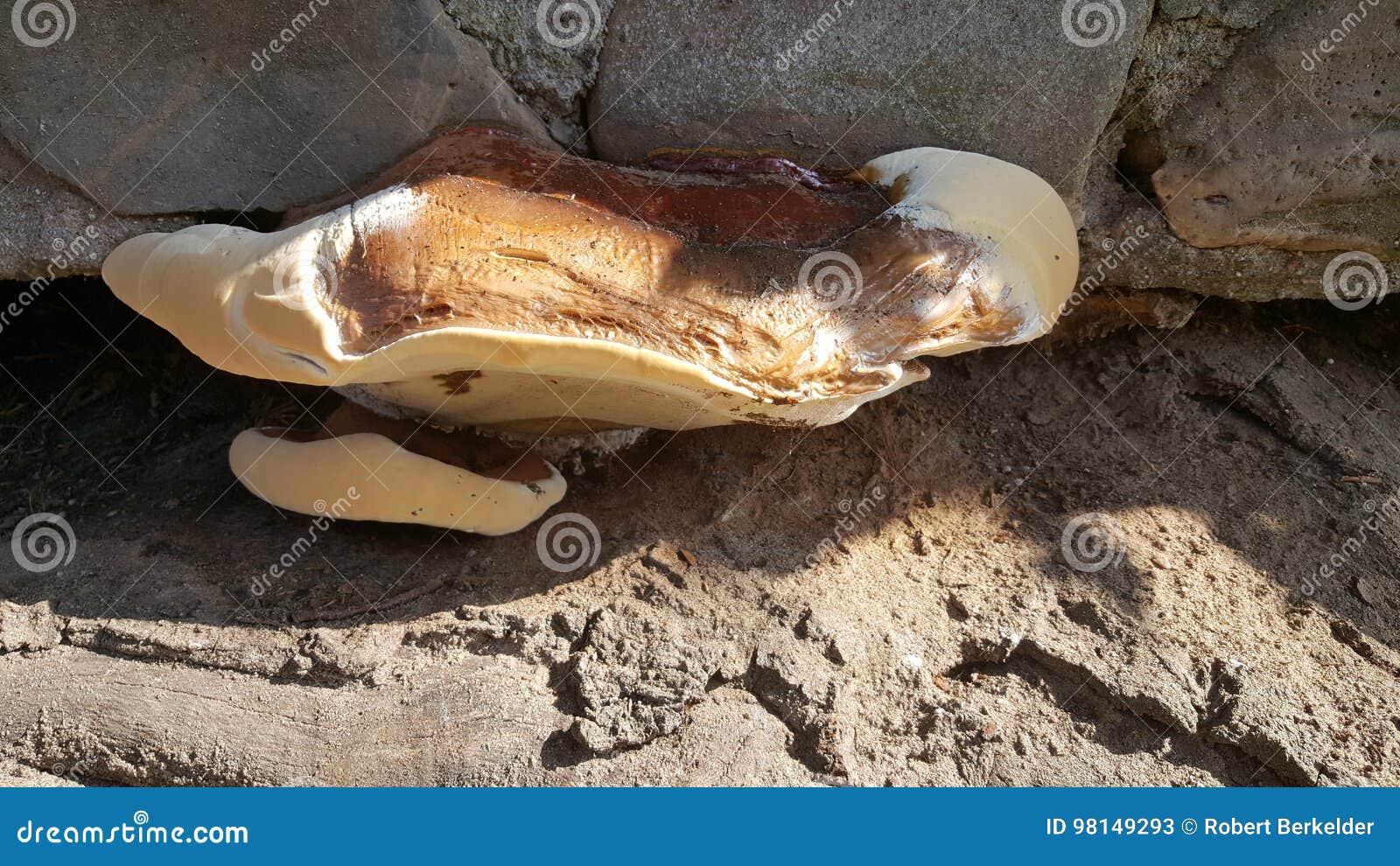 Mushroom on the Rocks stock image. Image of farm, little - 98149293