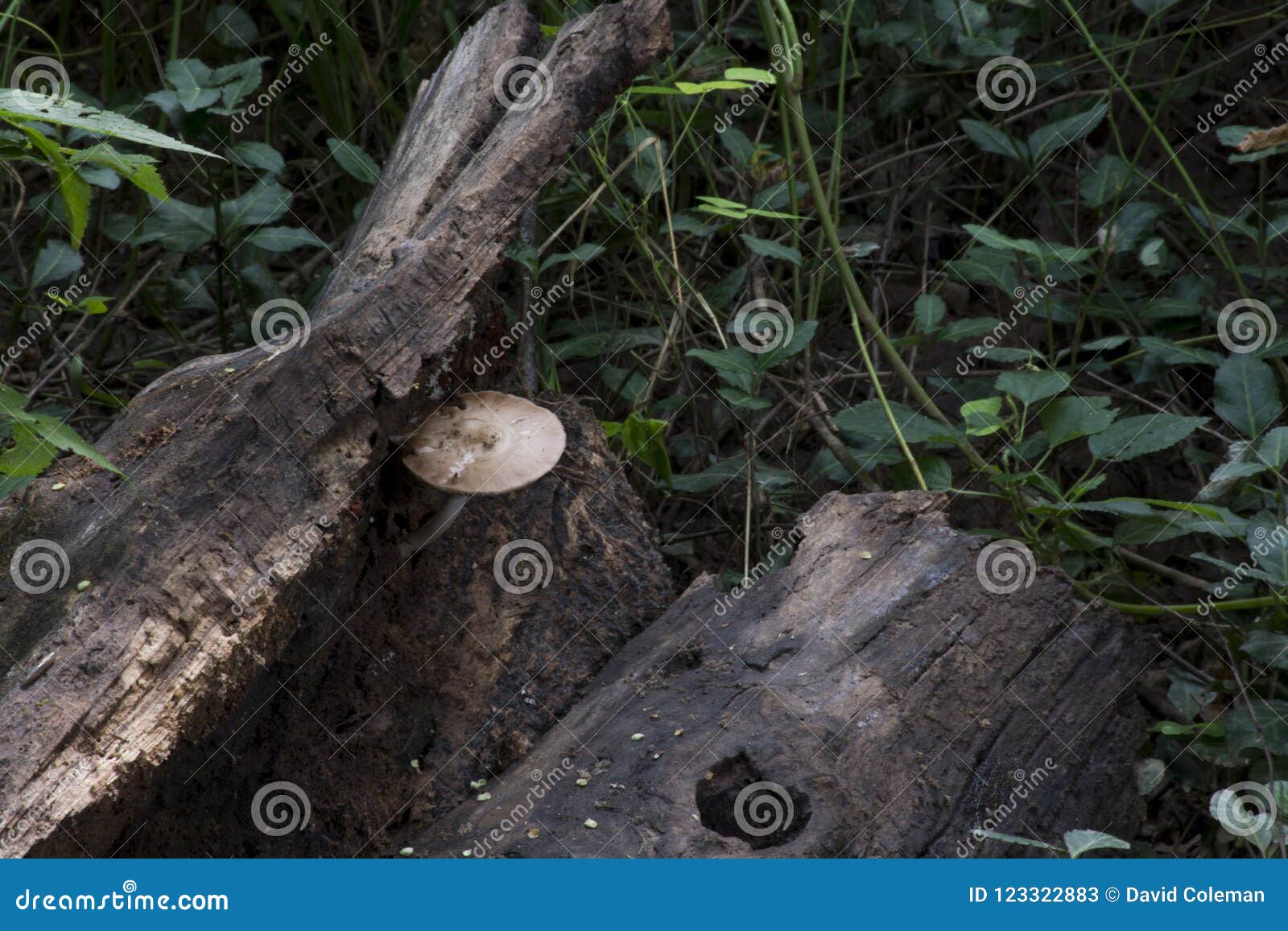 Mushroom in rotting log stock image. Image of rotting - 123322883