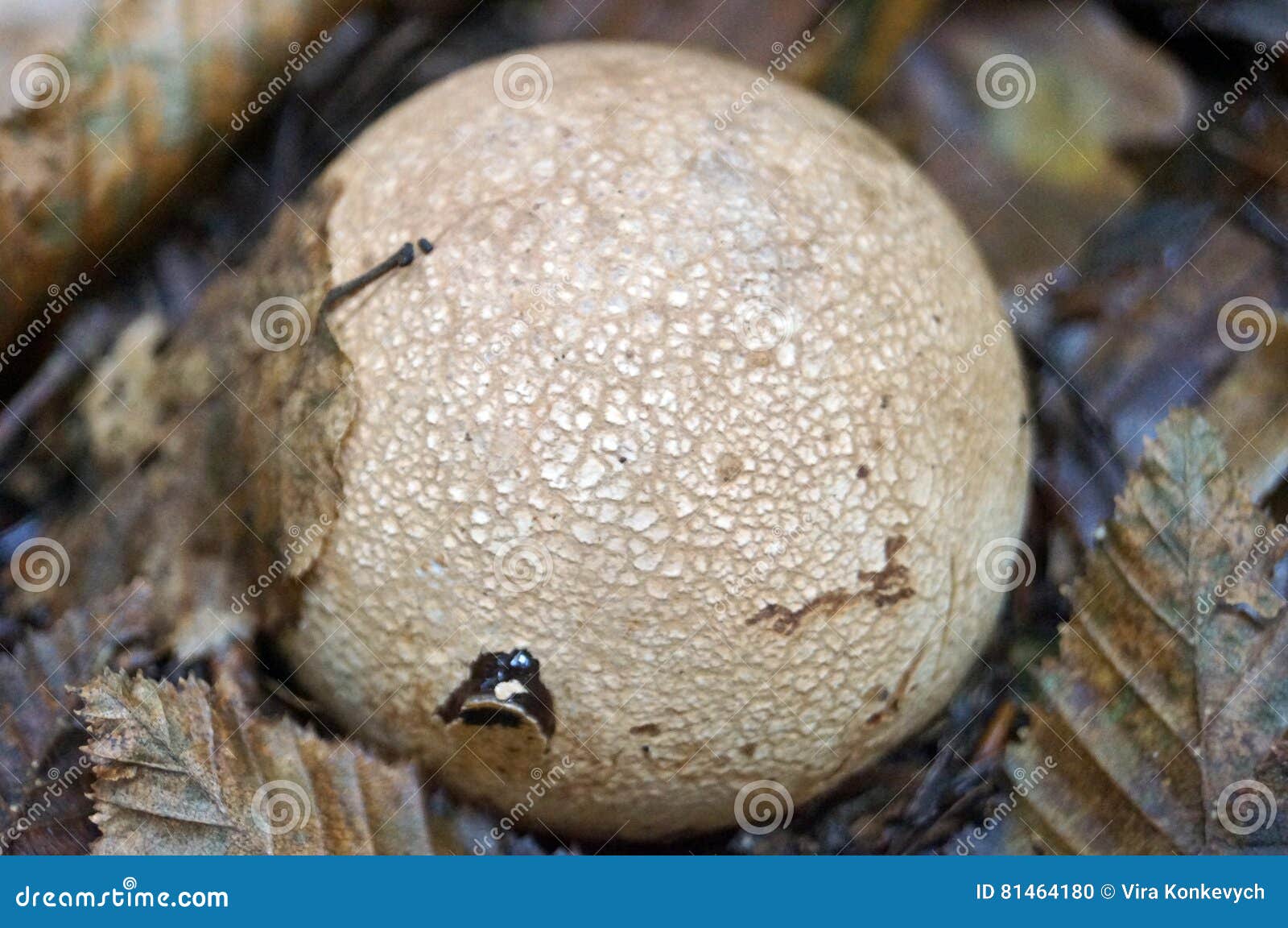 Mushroom Round Beige Cap Grows in the Woods Stock Photo - Image of ...