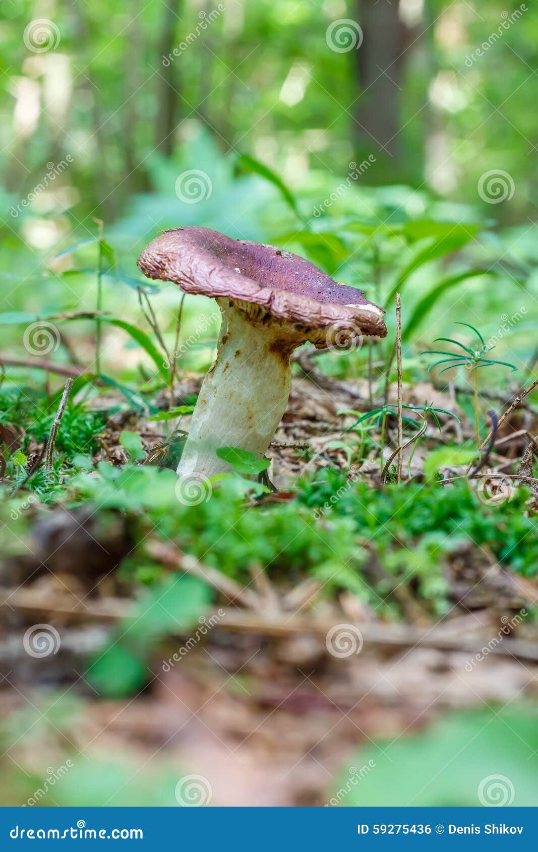 Mushroom Russula azurea stock photo. Image of close, landscape - 59275436