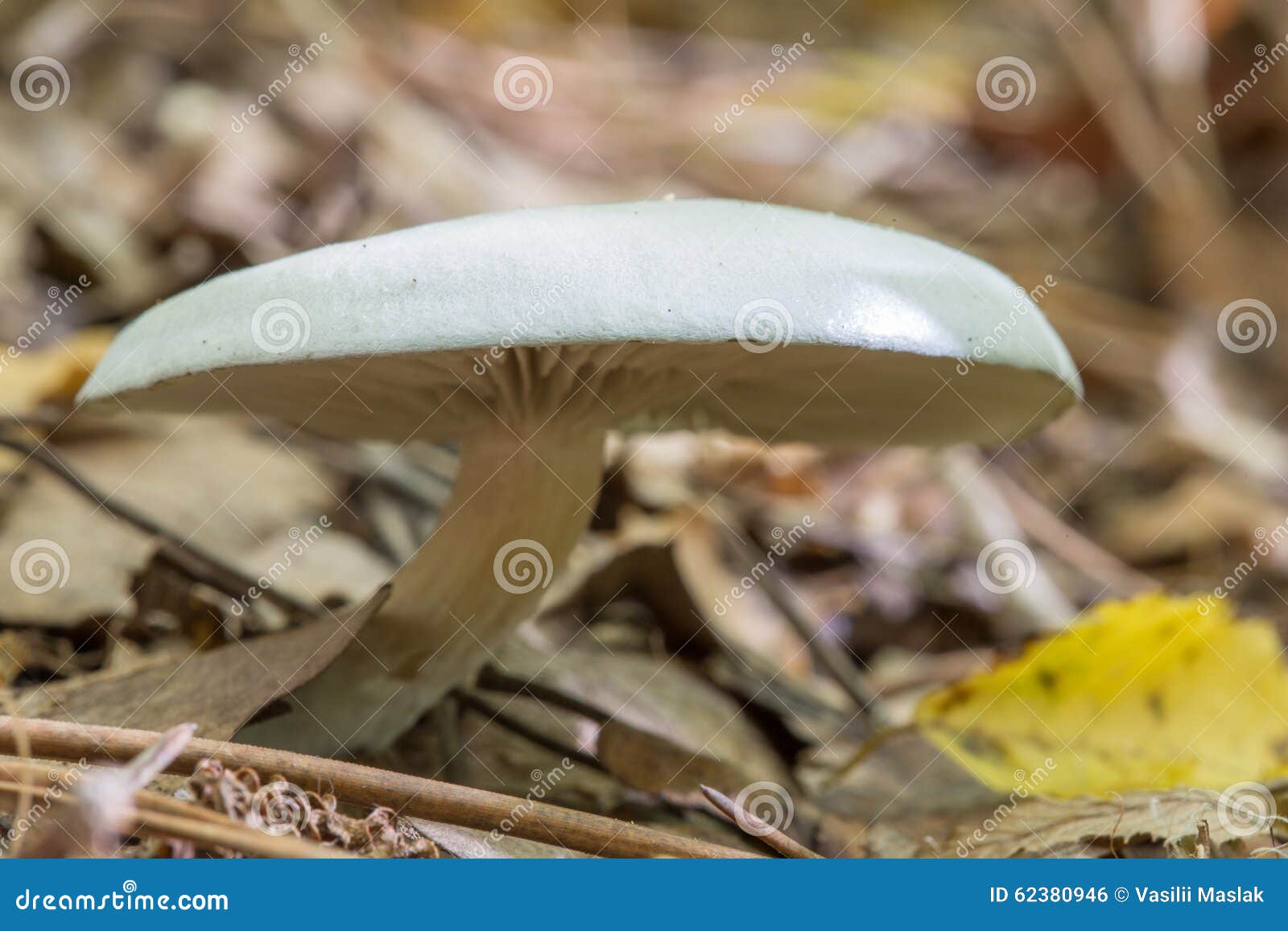 Mushroom Russula virescens stock photo. Image of edible - 62380946