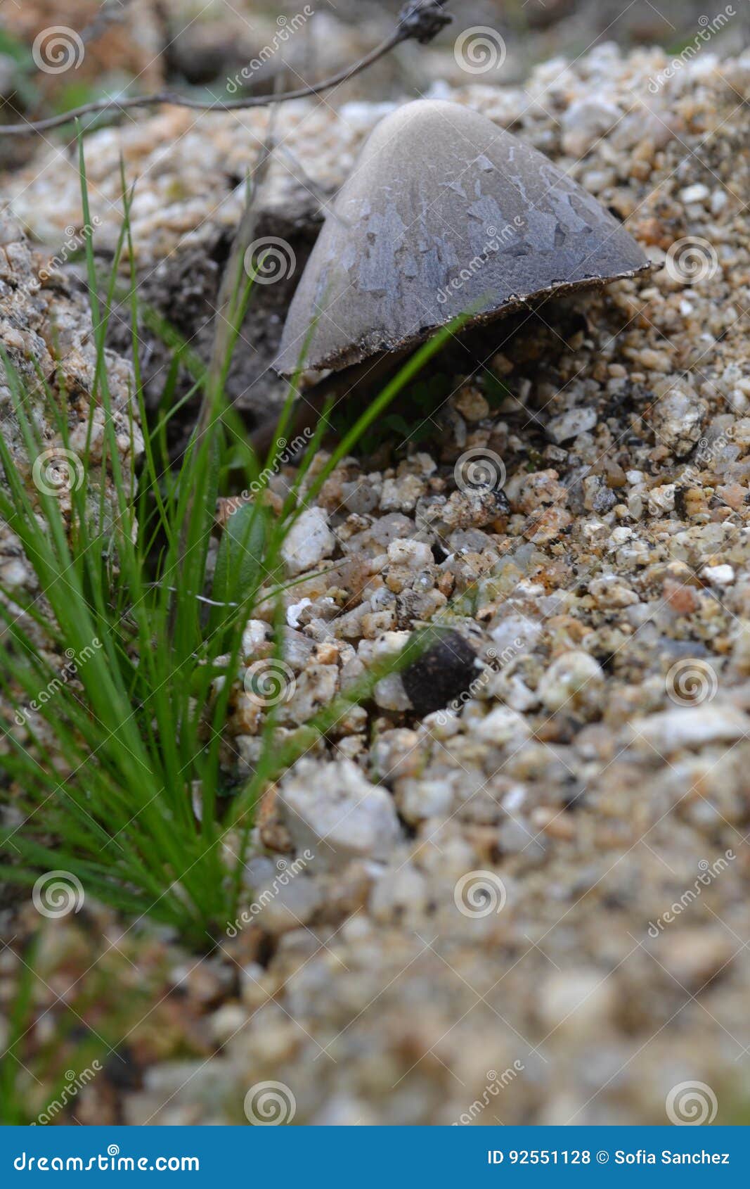Mushroom stock photo. Image of country, stone, green - 92551128