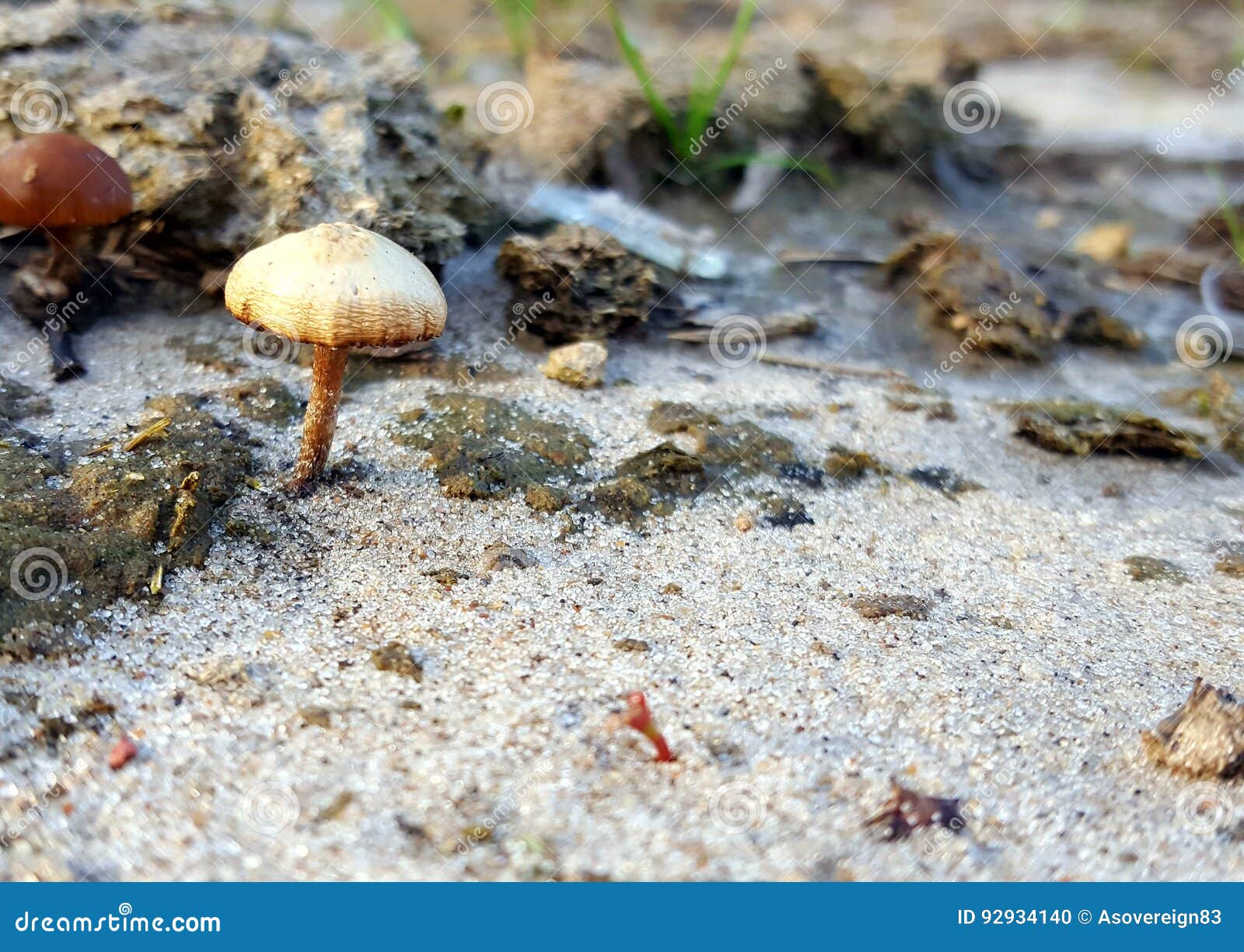 Mushroom in the sand stock photo. Image of fungus, sand - 92934140