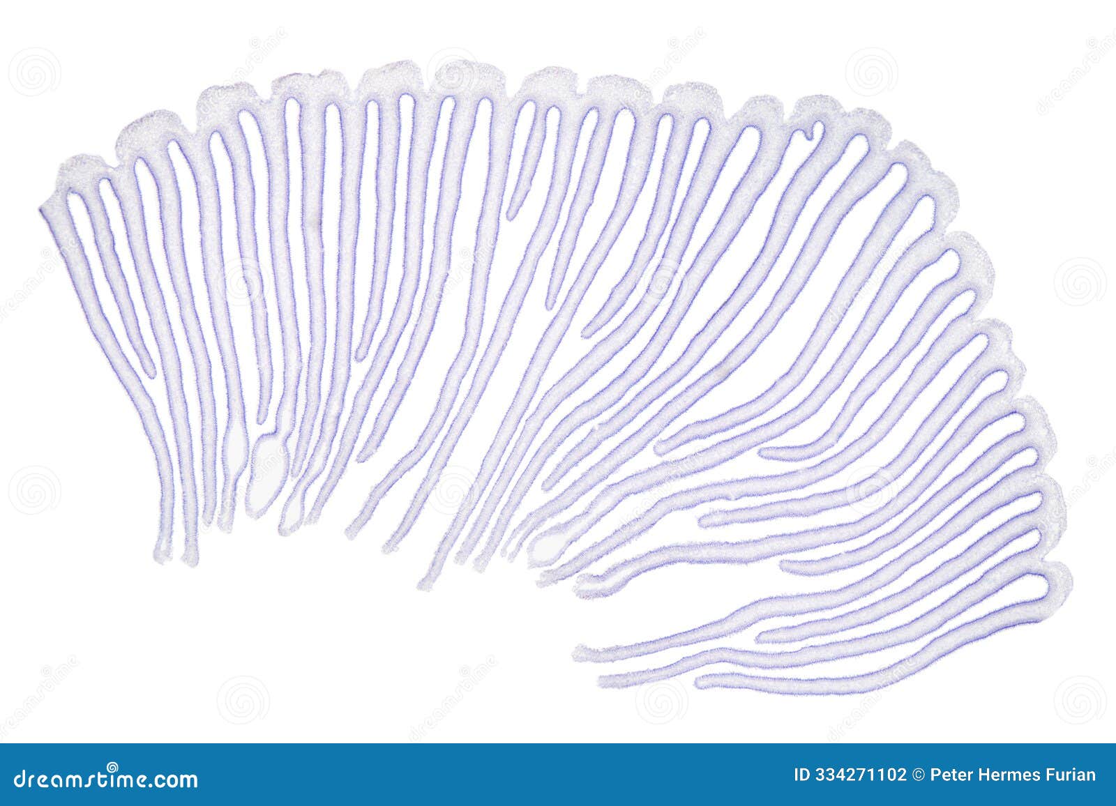 Mushroom Gills, Transverse Section of Fungus Cap Under a Light ...