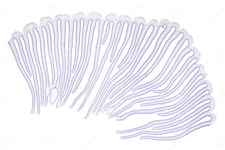 Mushroom Gills, Transverse Section of Fungus Cap Under a Light ...