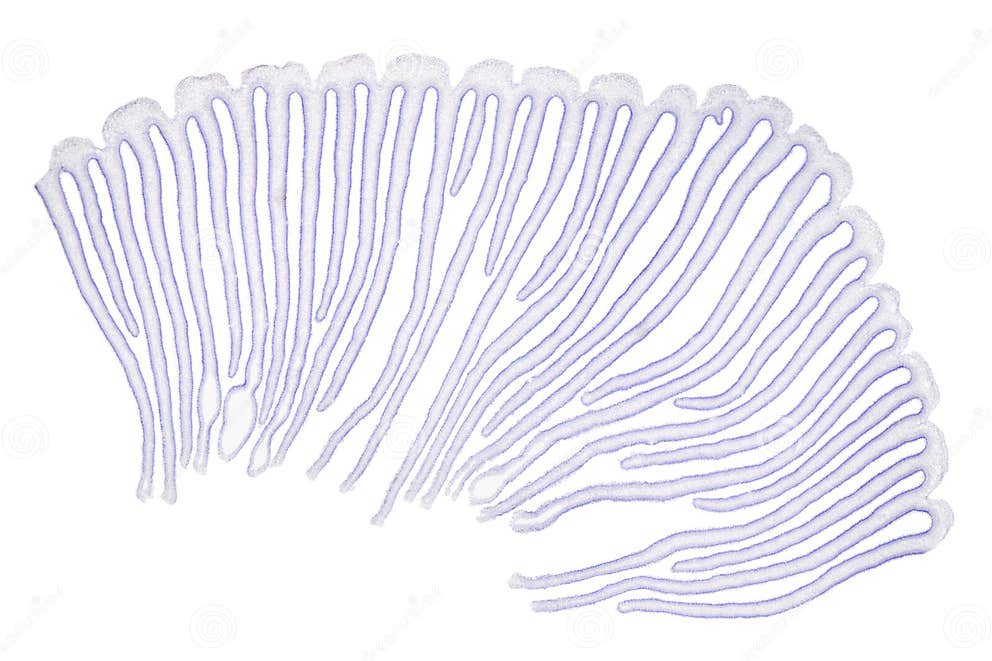 Mushroom Gills, Transverse Section of Fungus Cap Under a Light ...