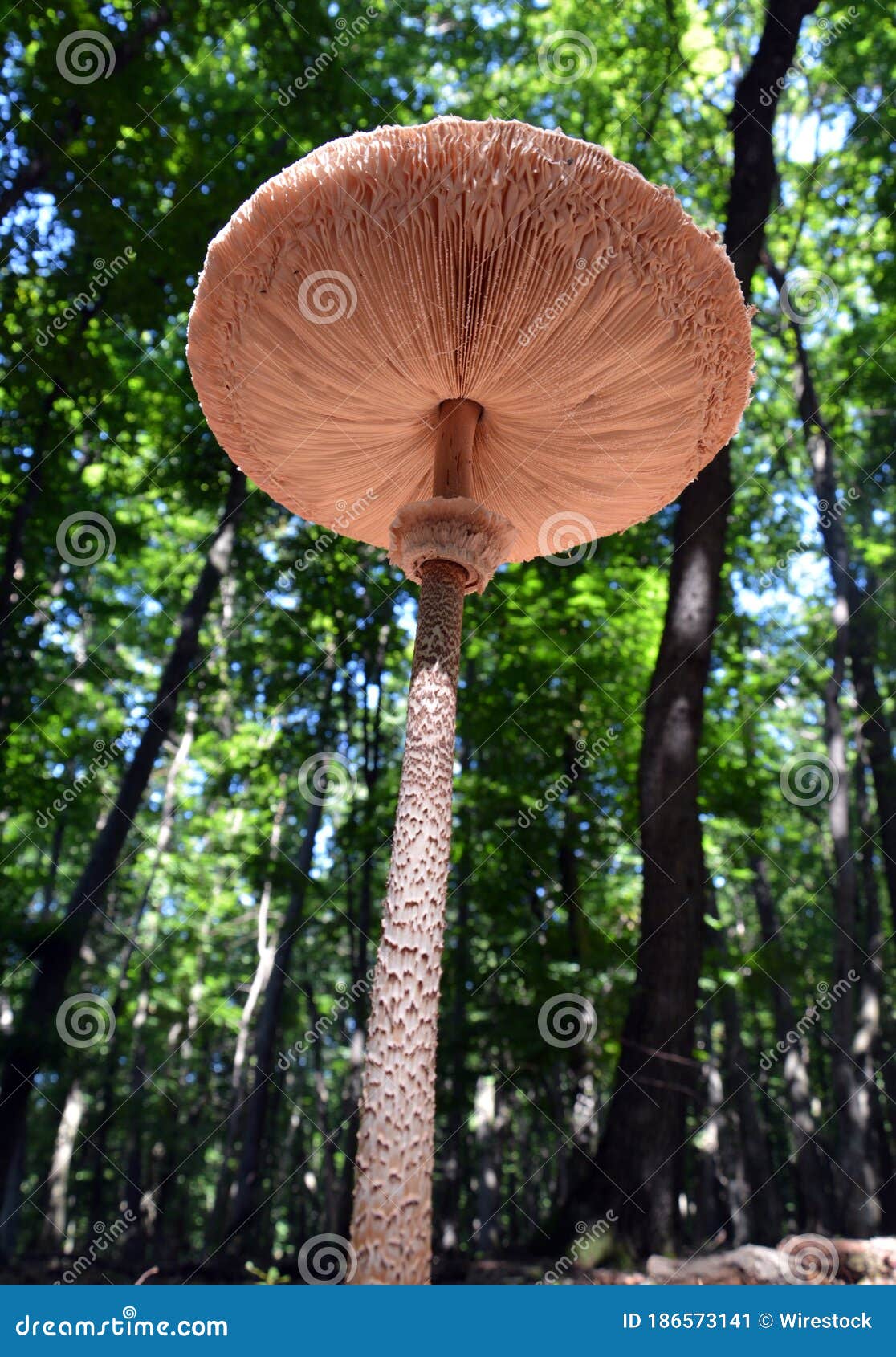 A mushroom seen from below stock image. Image of brown - 186573141