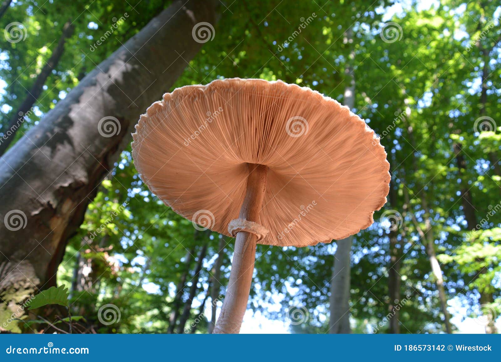 A mushroom seen from below stock photo. Image of fungi - 186573142