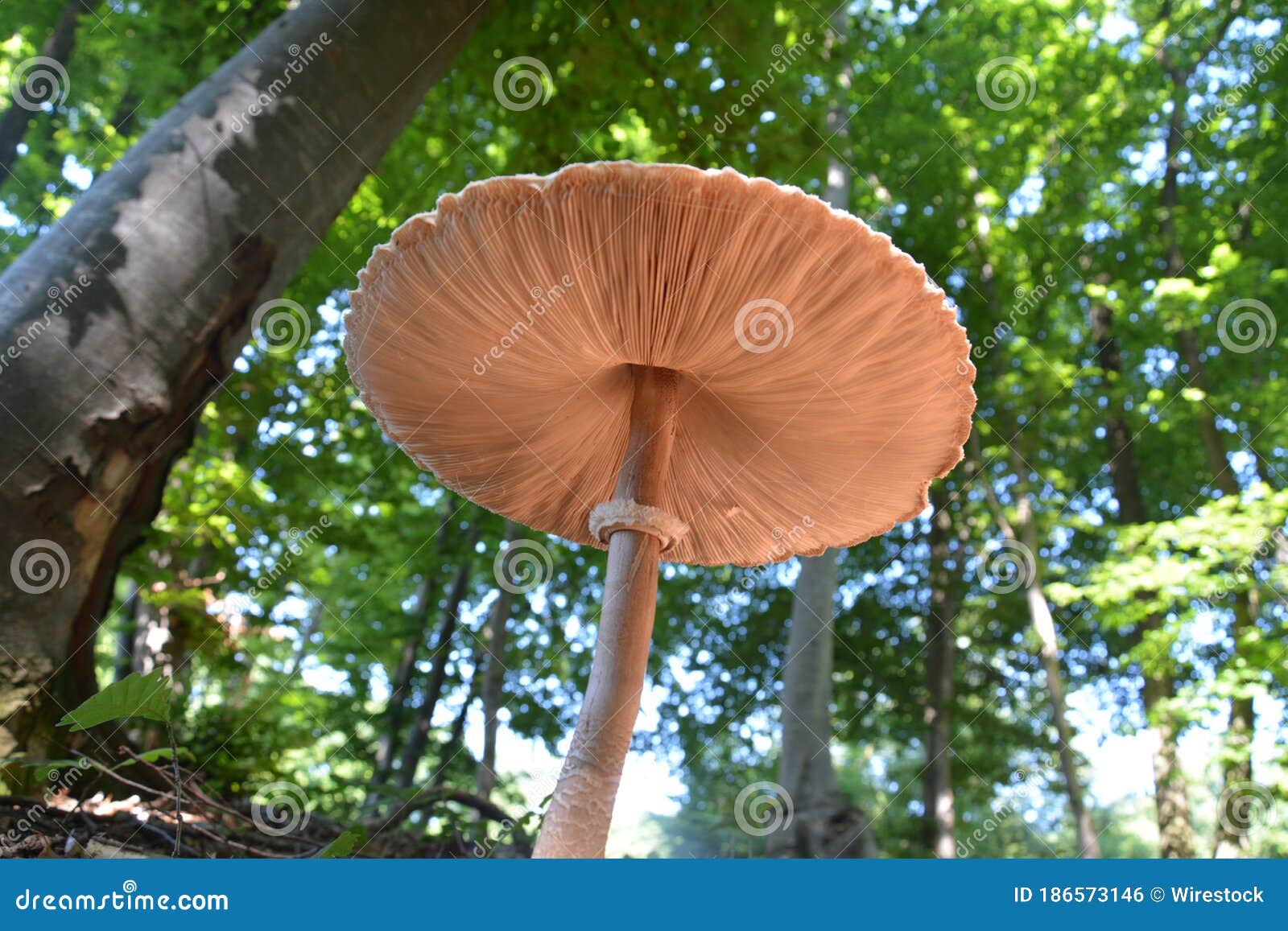 A mushroom seen from below stock photo. Image of nature - 186573146