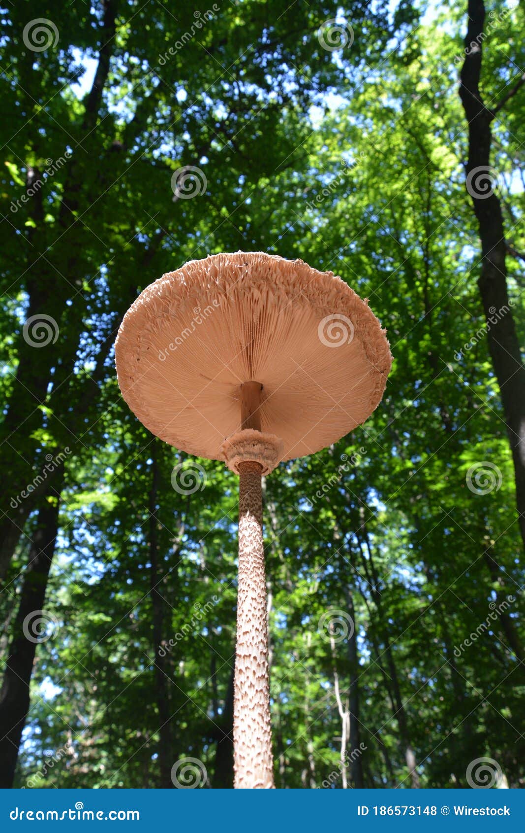A mushroom seen from below stock photo. Image of tree - 186573148
