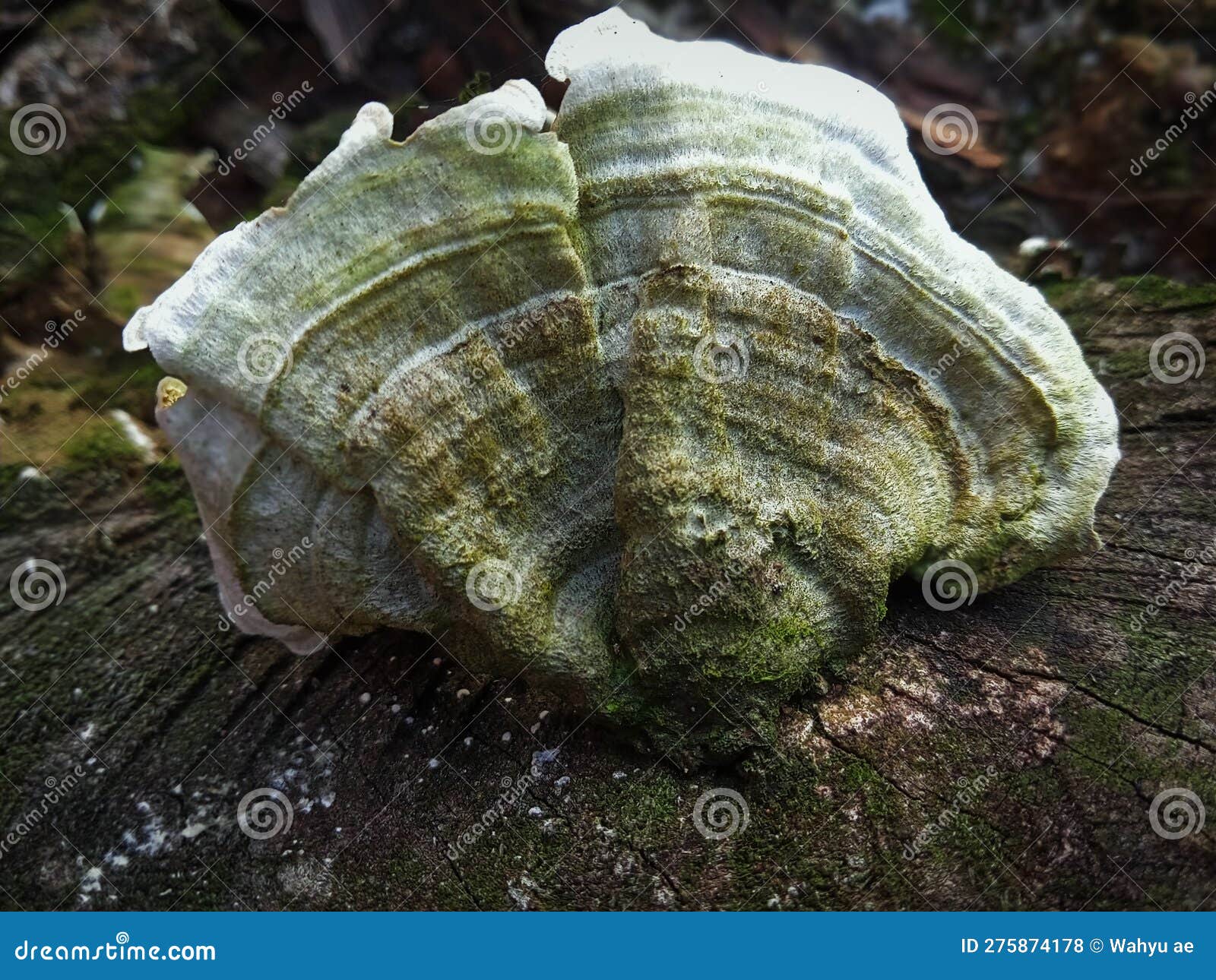 A Mushroom Shaped Like a Sea Shell Stock Photo - Image of shaped, shell ...