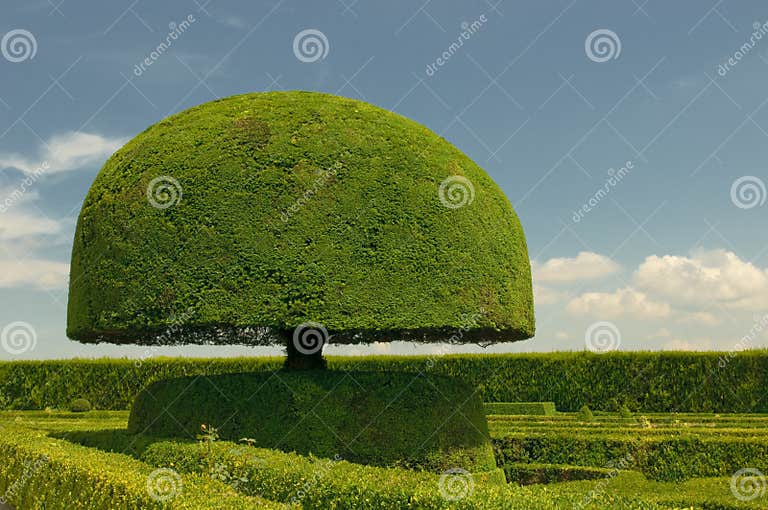 Mushroom shaped tree stock photo. Image of foliage, design - 10358478