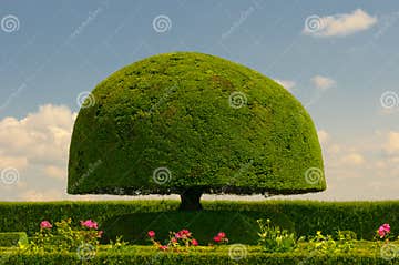 Mushroom shaped tree stock image. Image of circle, botany - 10632305