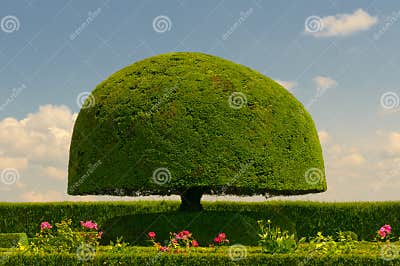 Mushroom shaped tree stock image. Image of circle, botany - 10632305