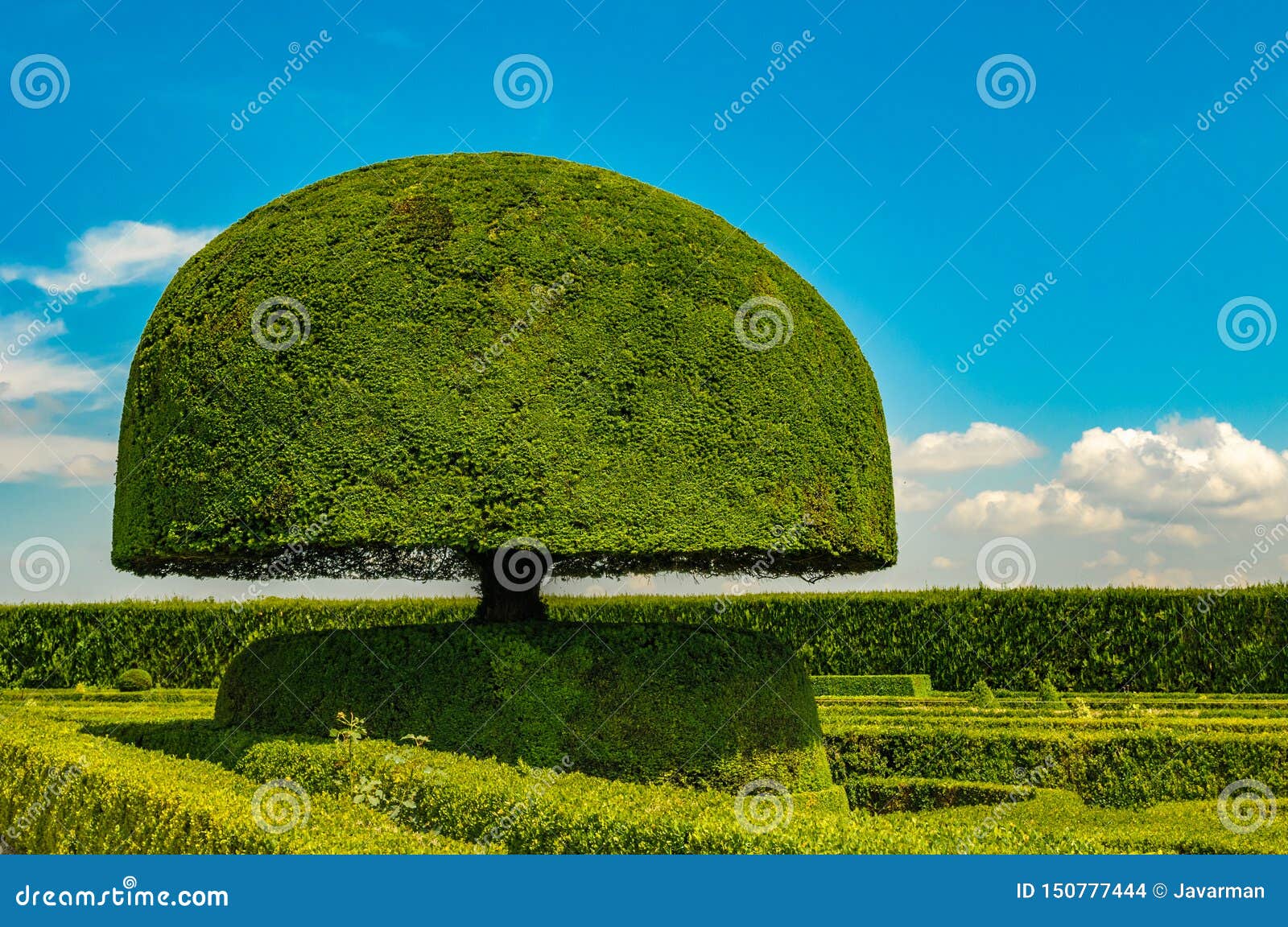 Mushroom shaped tree stock photo. Image of french, leaves - 150777444