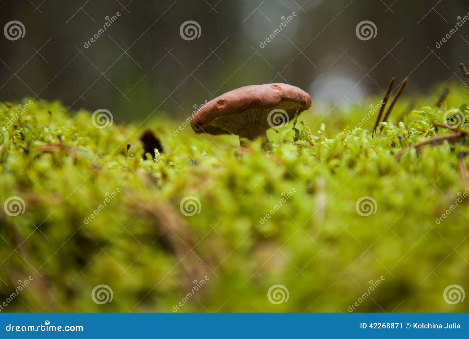 Mushroom side view stock image. Image of view, side, green - 42268871