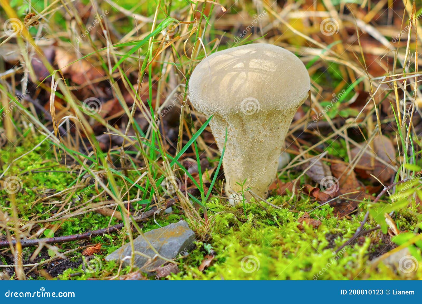 Common Puffball Fungi Stock Photography | CartoonDealer.com #45803504