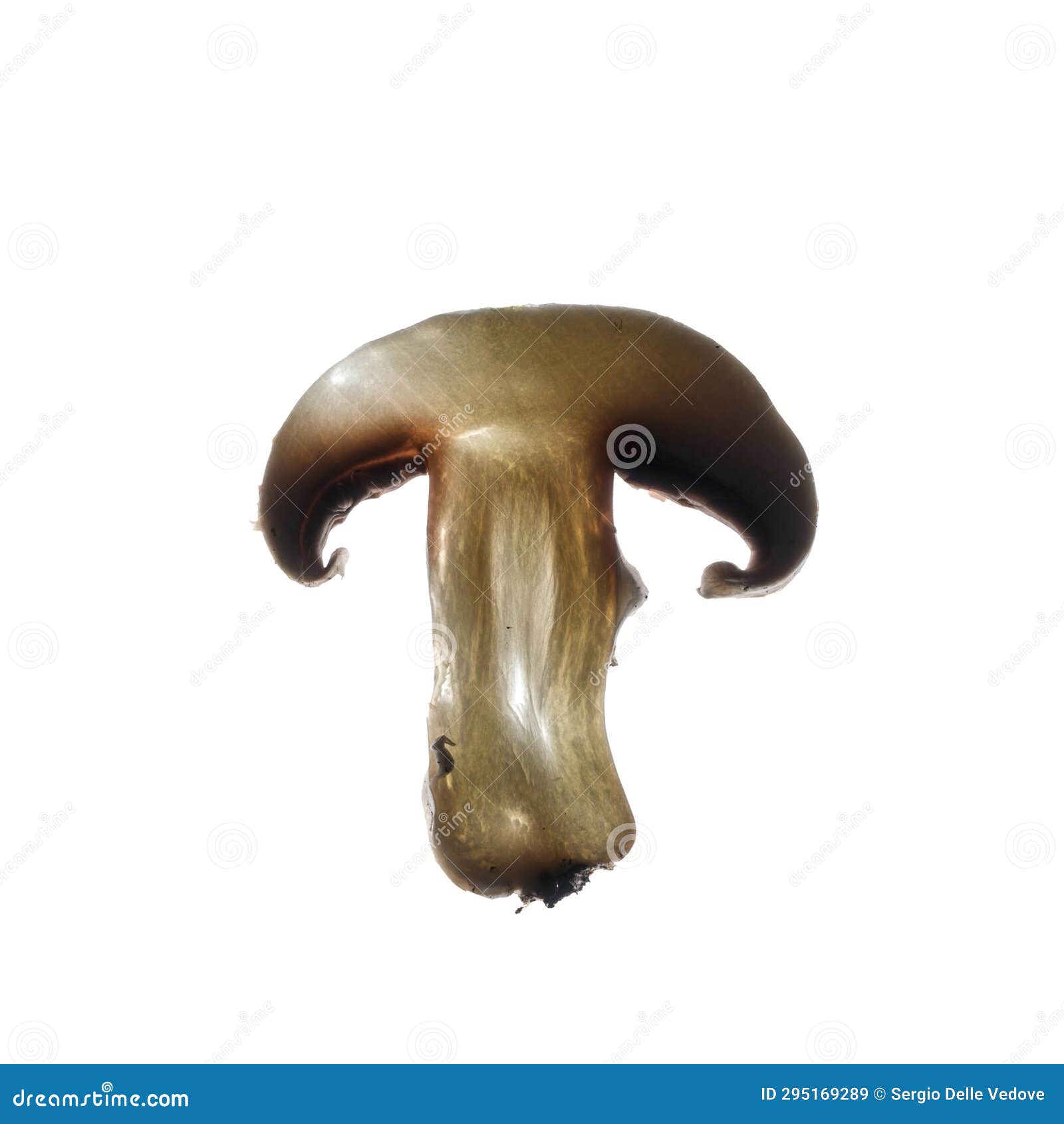 Mushroom slice stock image. Image of back, scattered - 295169289