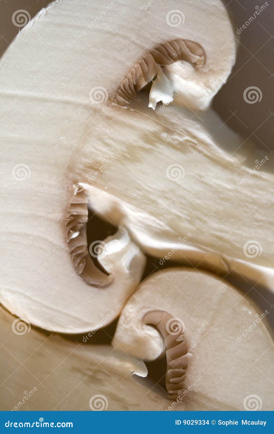 Mushroom slices stock photo. Image of brown, halved, mushroom - 9029334