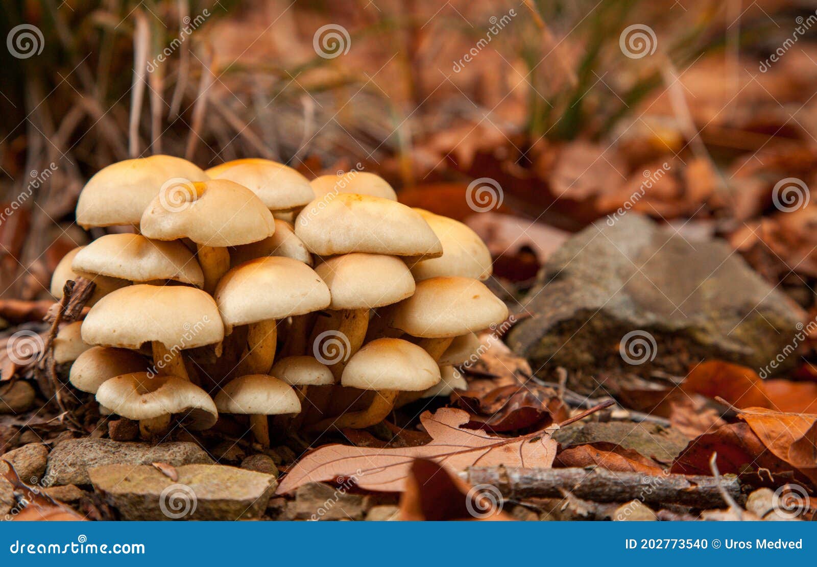 Mushroom stock photo. Image of edible, meal, mushroom - 202773540