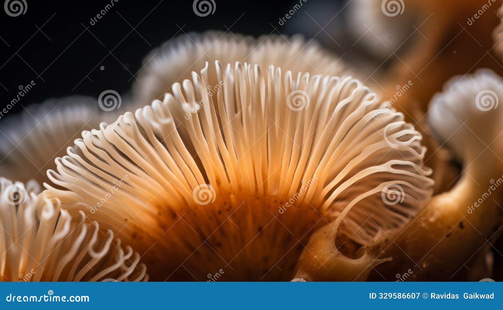A Closeup Microscopic Image Of A Human Egg Cell Being Injected With A ...