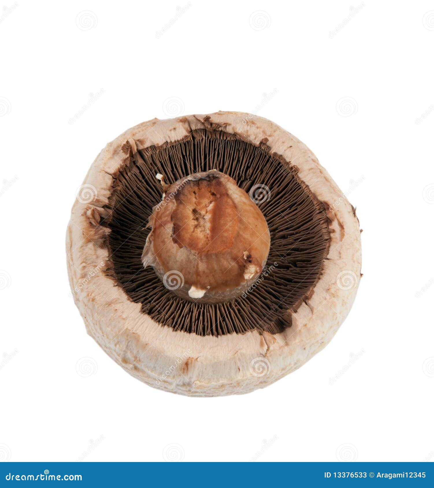 Mushroom spores stock image. Image of food, delicious - 13376533