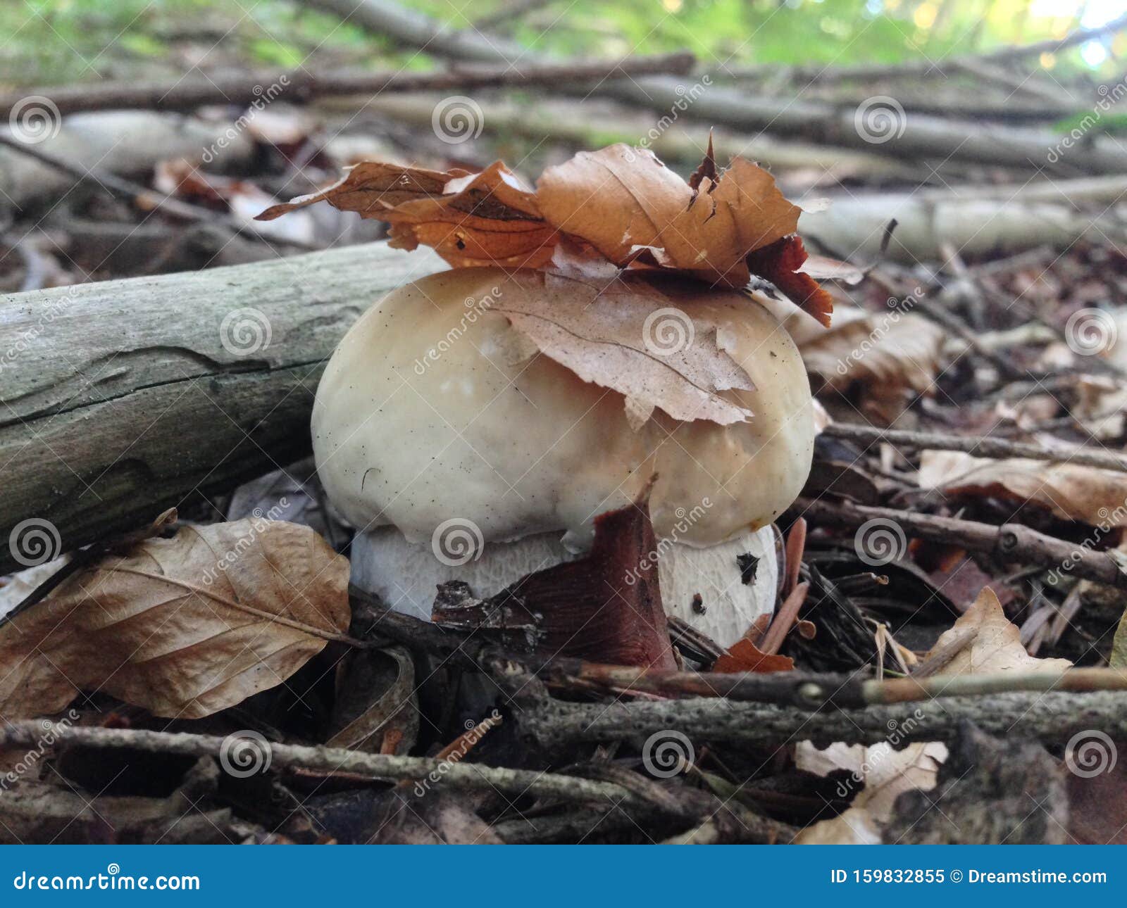 Mushroom in the Spring Forest Stock Image - Image of spring, relax ...