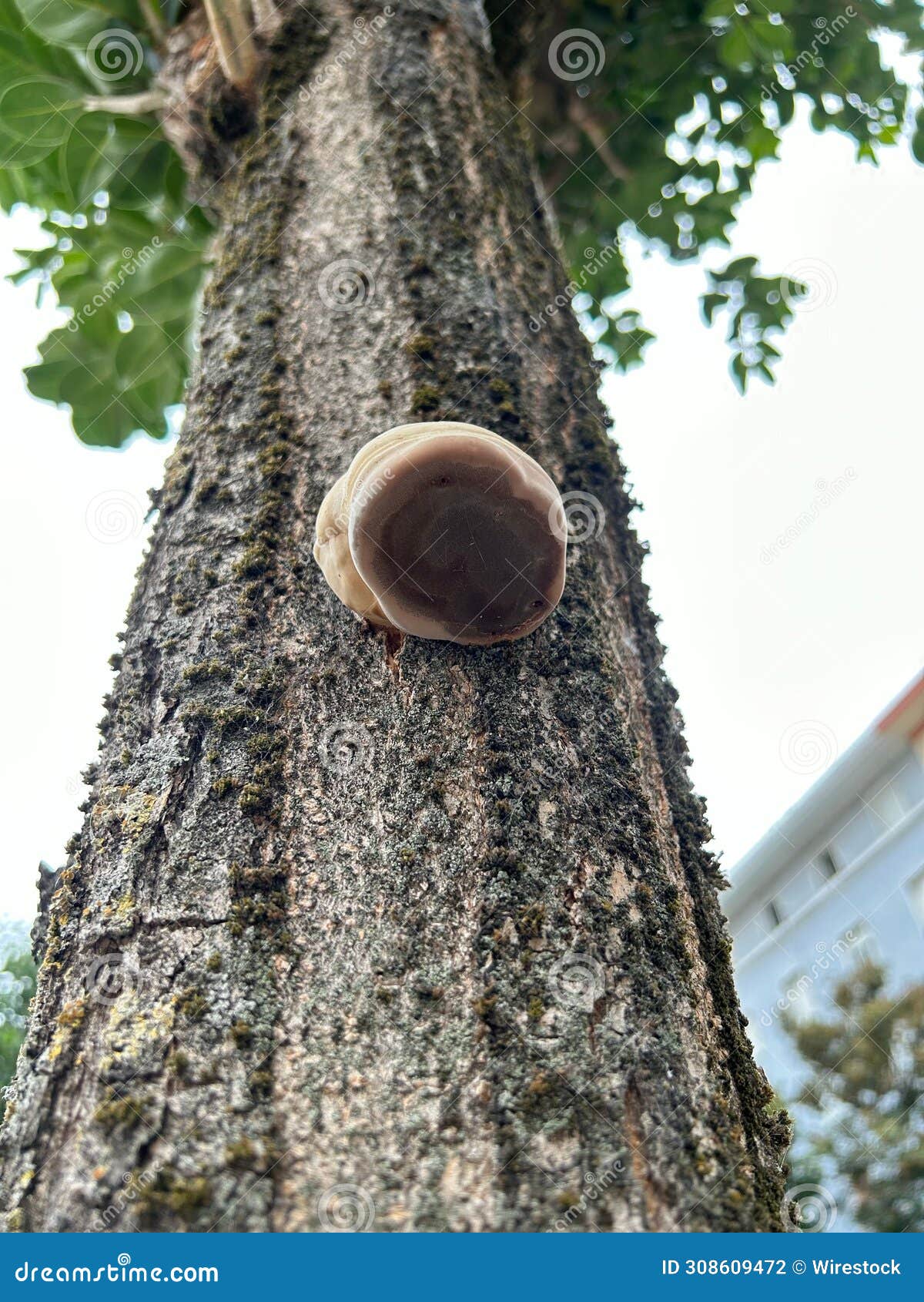 A Mushroom Growing on a Trunk on the Side of a Tree Stock Photo - Image ...
