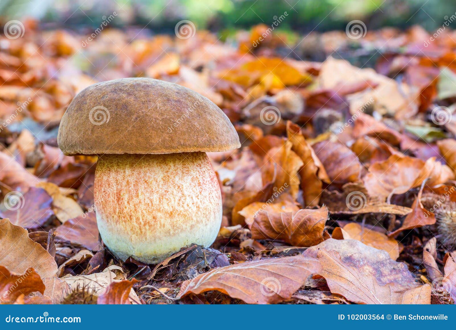 Mushroom Squirrel Bread with Leaves in Fall Stock Photo - Image of grow ...