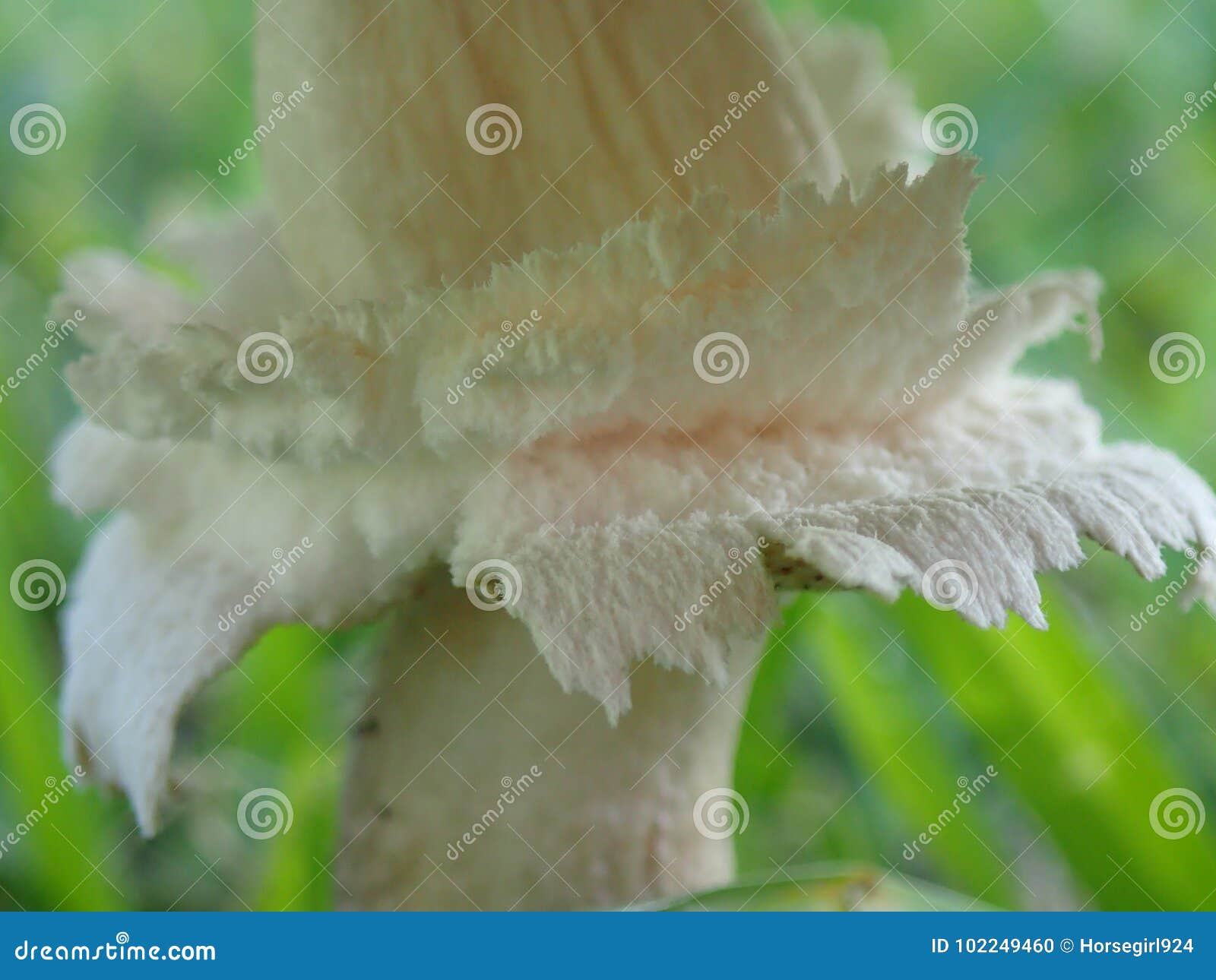 Mushroom Stalk stock photo. Image of mushroomstalk, fungi - 102249460
