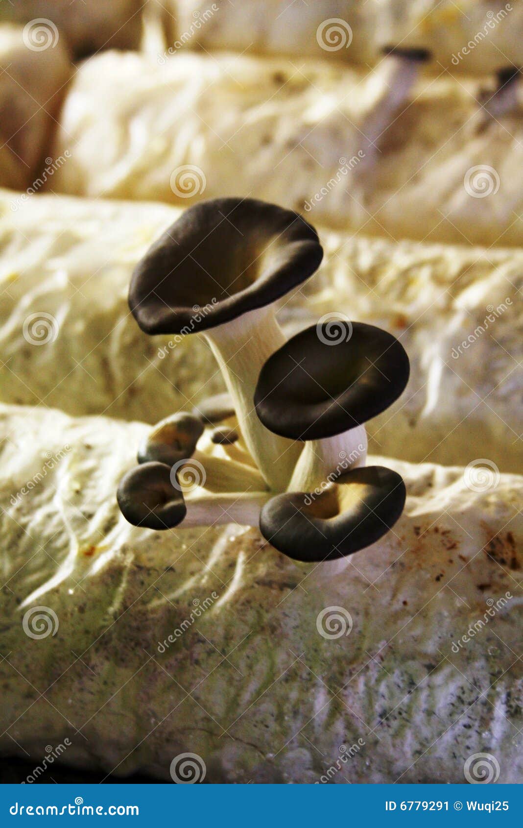 Mushroom stalks stock image. Image of nature, vegetation - 6779291