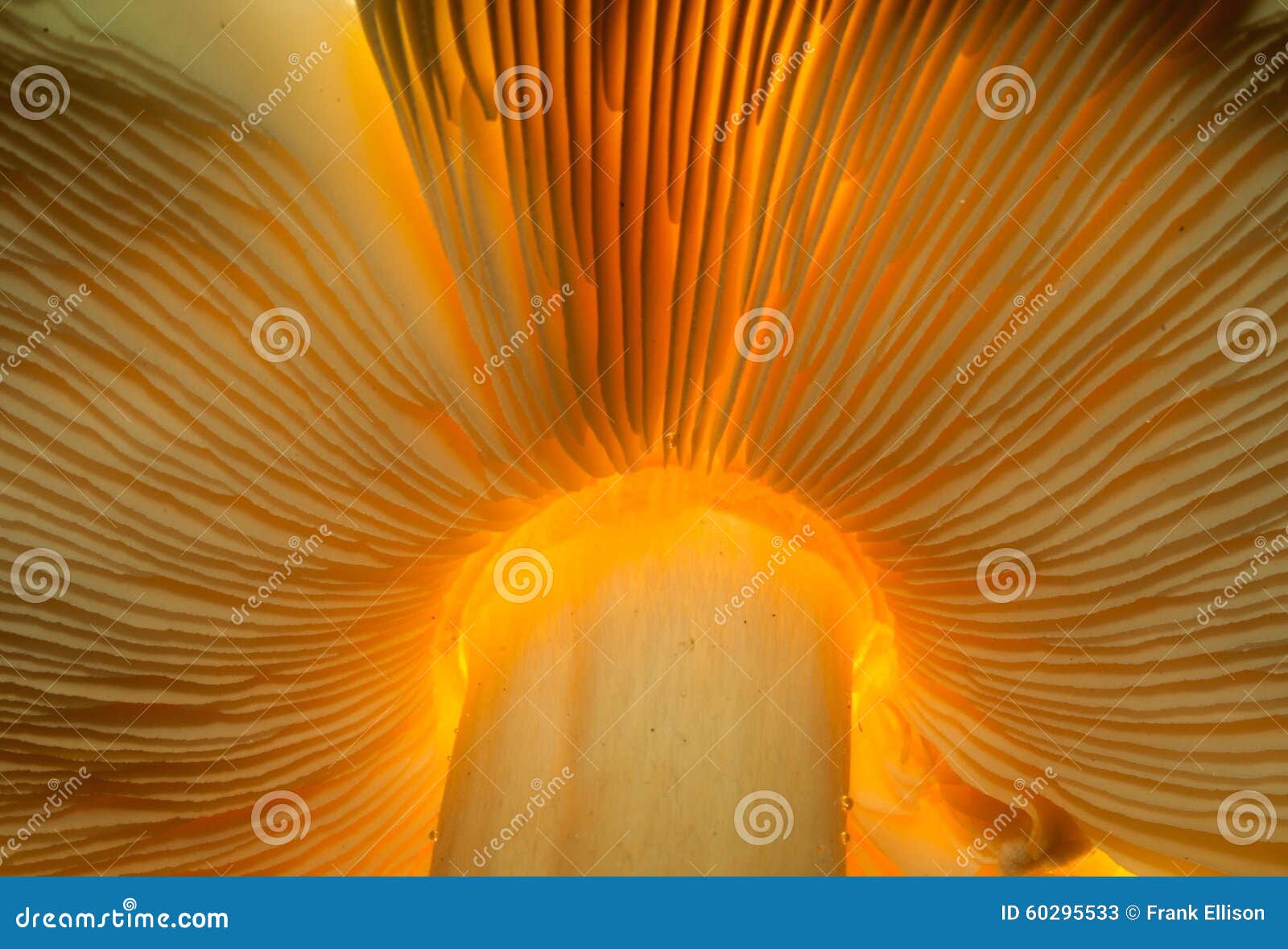 Mushroom stem stock image. Image of mushroom, patterns - 60295533