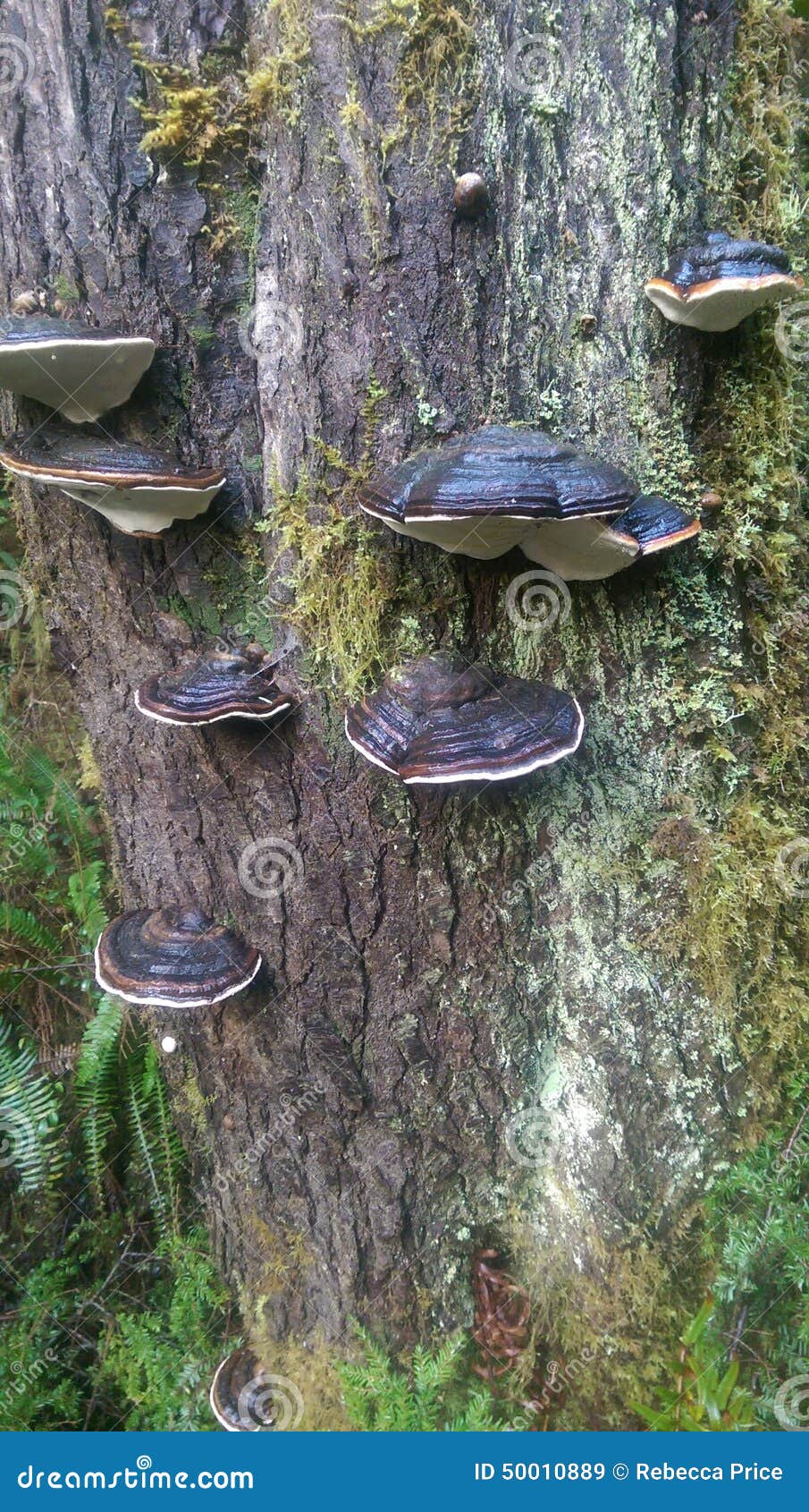 Mushroom steps stock image. Image of oregon, nature, tree - 50010889