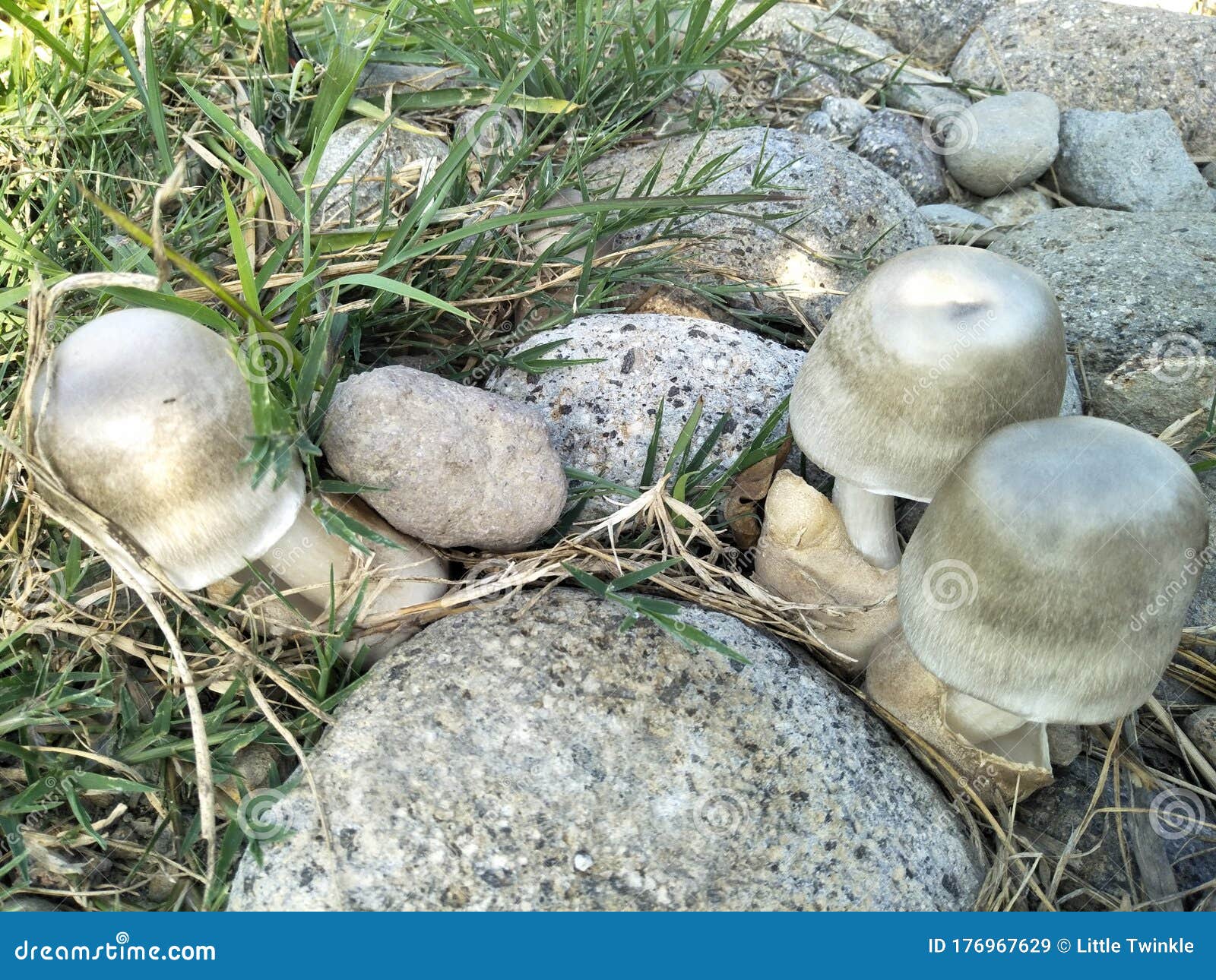 Stone Grass Texture Stock Photo | CartoonDealer.com #50049816