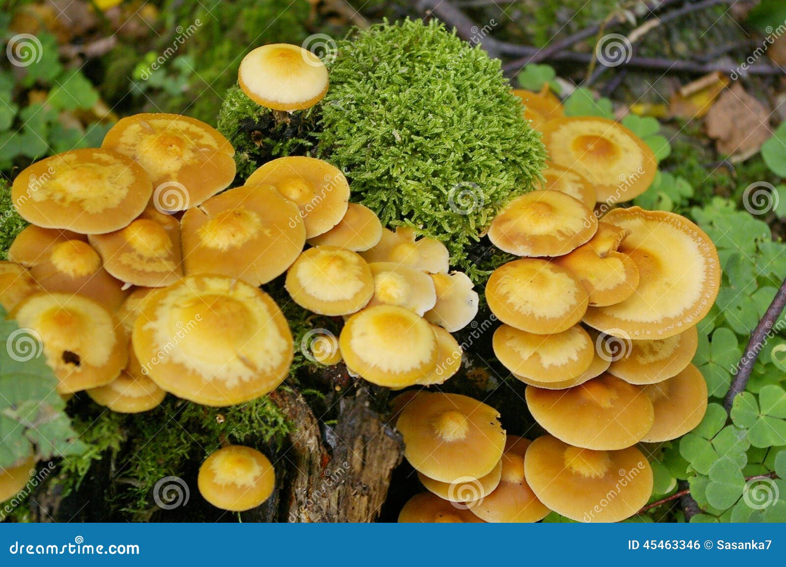 Mushroom on stub stock photo. Image of fungus, medicine - 45463346