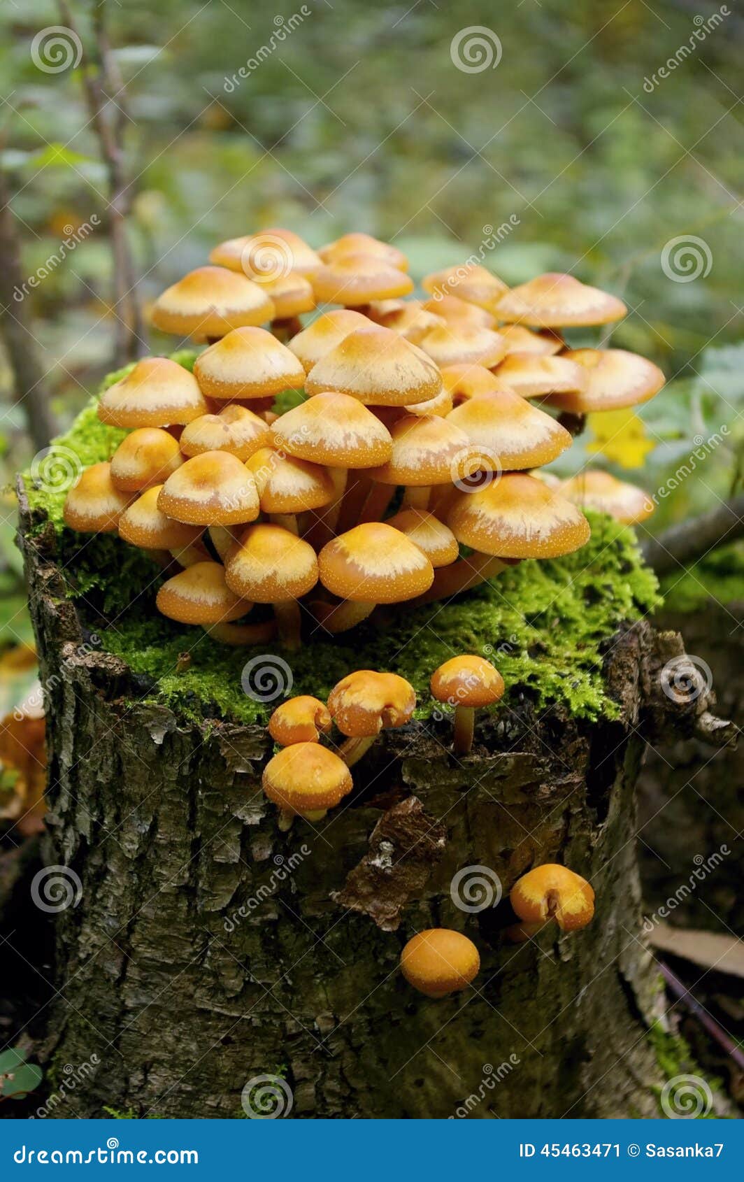 Mushroom on stub stock image. Image of autumn, forest - 45463471